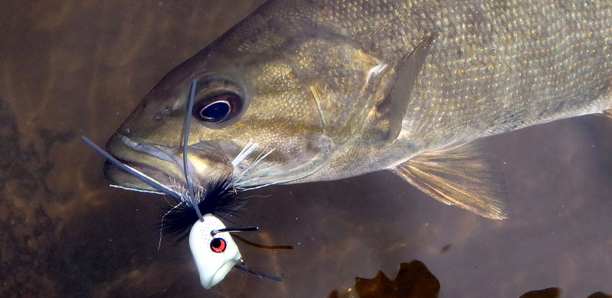 Boogle Bug Poppers - ON THE FLY SOUTH