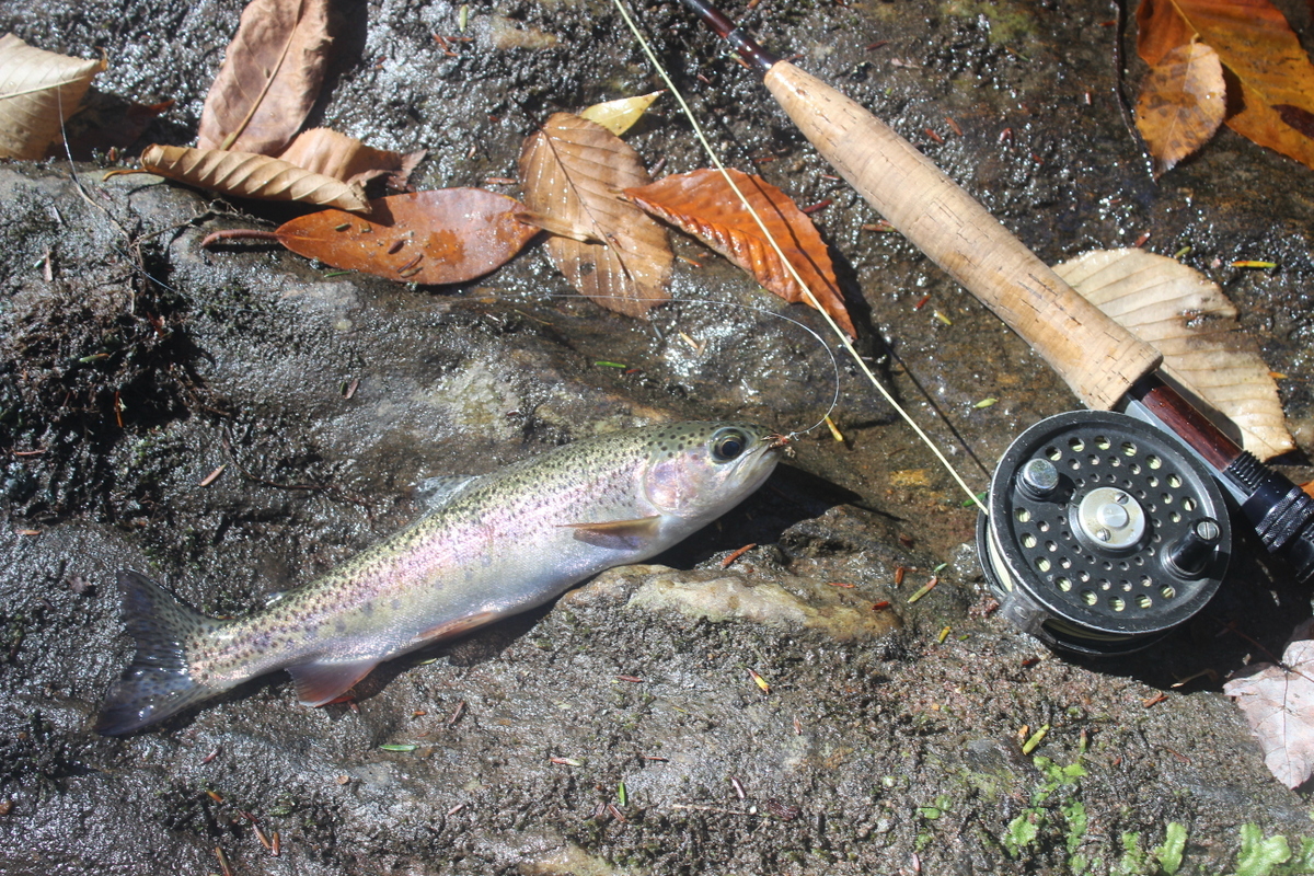 Trout On The North Toe - ON THE FLY SOUTH