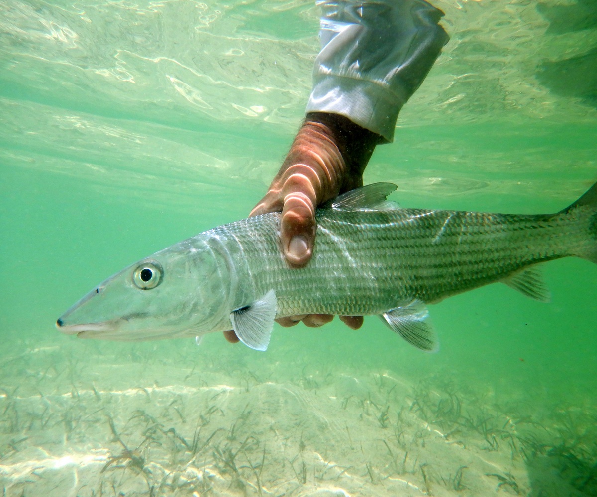 Day Two Bonefish On Foot - ON THE FLY SOUTH